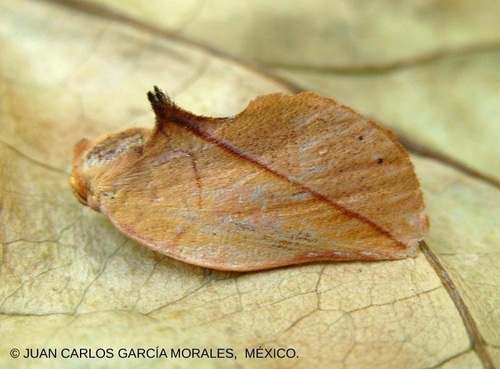 Genus Apela · iNaturalist