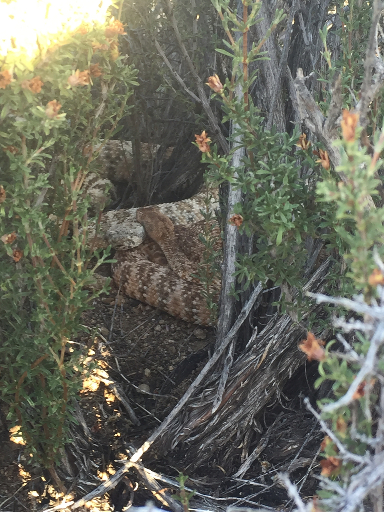 Southwestern Speckled Rattlesnake from Old Woman Mountains Wilderness, Essex, CA, US on May 14 ...