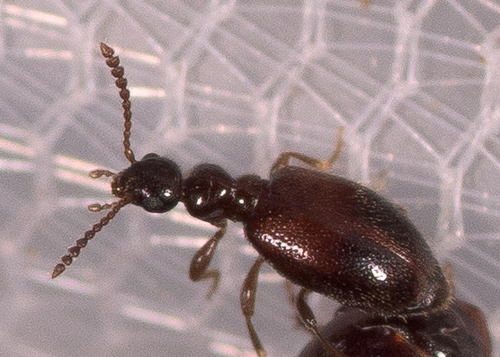 Subfamily Tomoderinae · iNaturalist