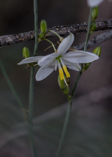 Echeandia graminea · iNaturalist