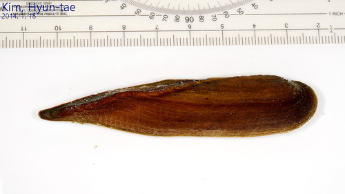 Lanceolaria grayana · iNaturalist