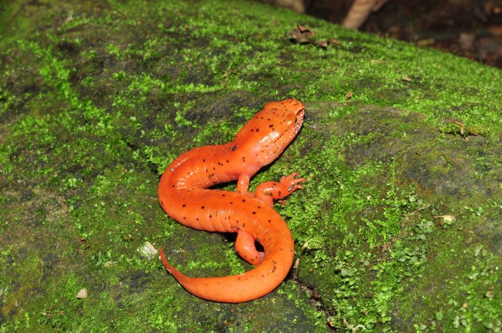 Spring Salamander from Great Smoky Mountains National Park, Gatlinburg ...
