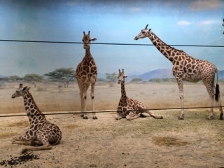 Giraffe (African Plains) · iNaturalist