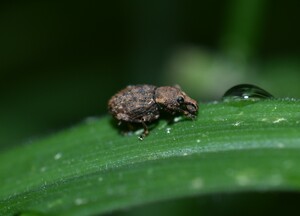 ben_the_mushroom_fiend's Profile · iNaturalist