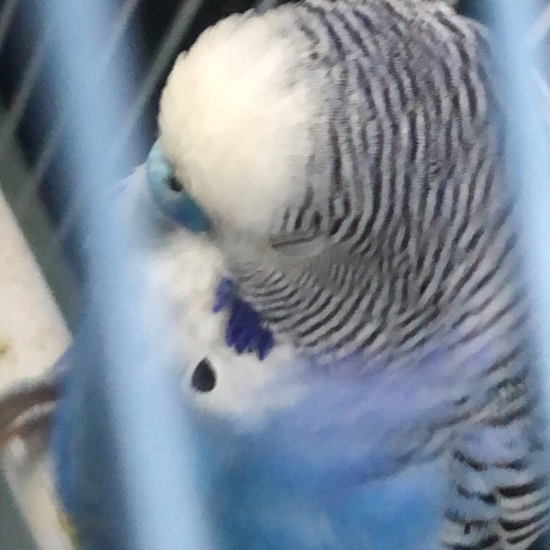 rachel_gur's Profile · iNaturalist