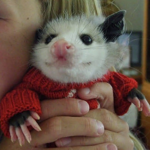 possum_noises's Profile · iNaturalist