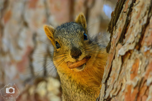 hugo-sun's Profile · iNaturalist