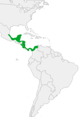 Keel-billed Toucan (Birds of Cocobolo Nature Reserve) · iNaturalist