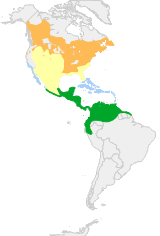 American Redstart (Birds of Cocobolo Nature Reserve) · iNaturalist