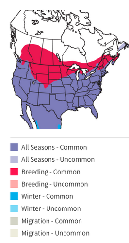 Mourning Dove (Craftsbury Outdoor Center Bird Guide) · iNaturalist