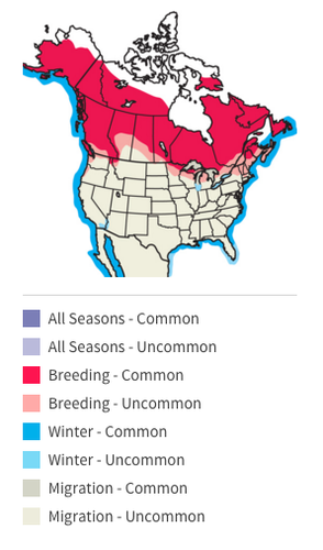 Common Loon (Craftsbury Outdoor Center Bird Guide) · iNaturalist