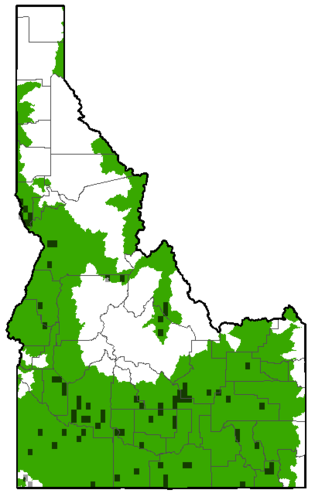 Gopher Snake (Idaho Reptiles) · iNaturalist