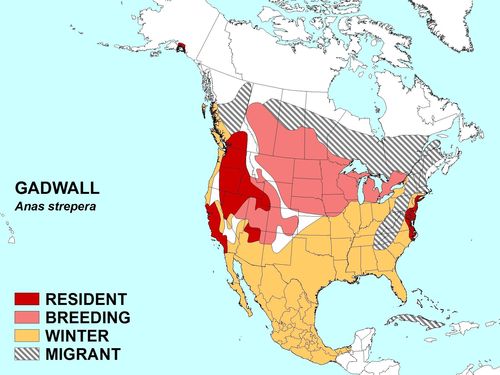 Gadwall (Birds of the Alameda Shoreline ) · iNaturalist