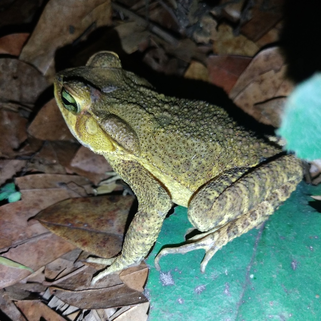 Ornate Forest × Striped Toad from Rio Piracicaba on October 10, 2020 at ...