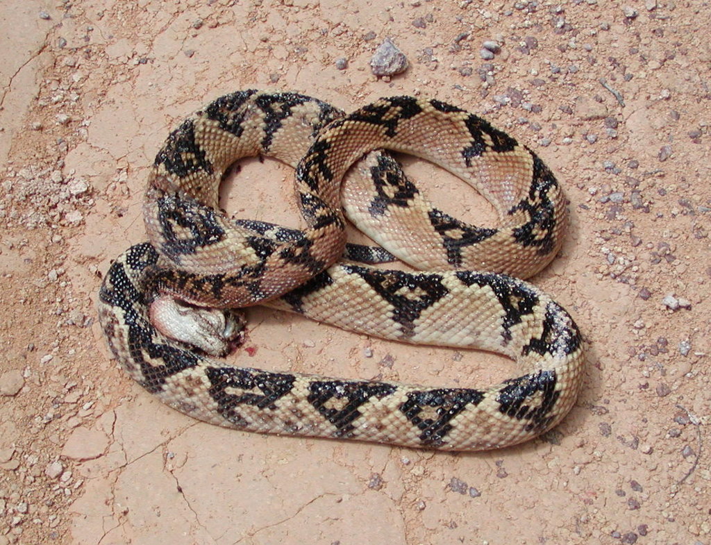South American Bushmaster in June 2003 by Phil Stouffer. Viperidae ...