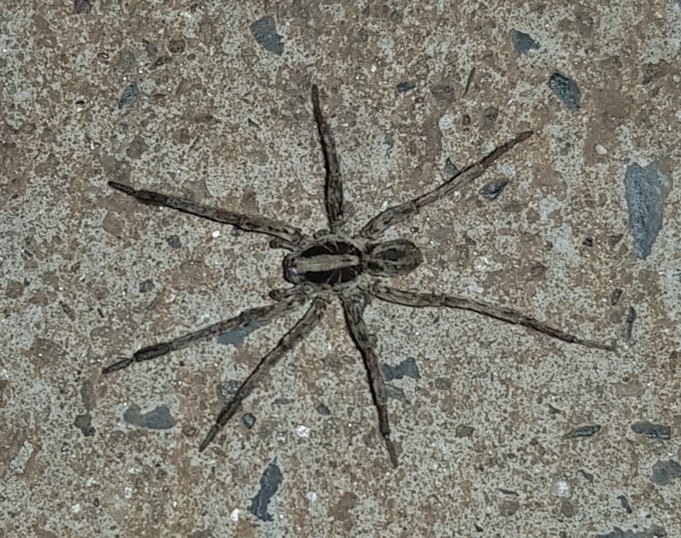 Lycosa erythrognatha from Águas Claras on September 07, 2020 at 11:37 ...