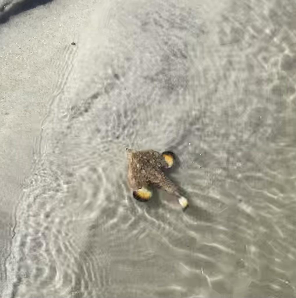 Roughback Batfish from Atlantic Ocean, NC, US on October 12, 2020 at 11 ...