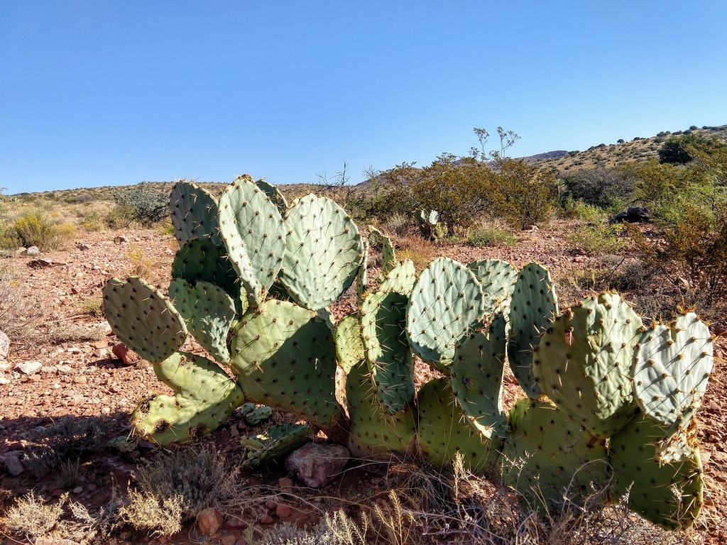 Western Pricklypear from Deming, NM 88030, USA on October 12, 2020 at ...