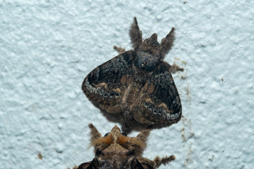 Euglyphis palma · iNaturalist