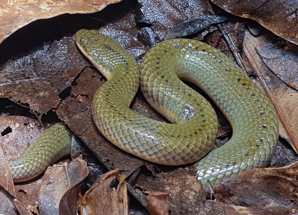 Rice Paddy Snake from Suan Mokh Garden, 71960 Bukit Pelandok, 71960 ...