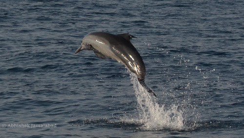 Arabian Common Dolphin (Subspecies Delphinus capensis tropicalis ...