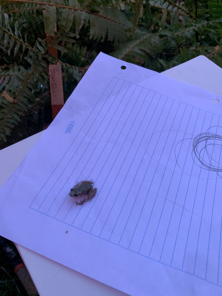 Spotted Chirping Frog from Calle Allende, San Miguel de Allende, GTO ...