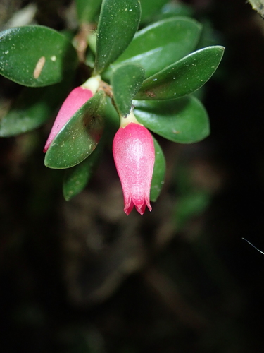 Disterigma rimbachii · iNaturalist