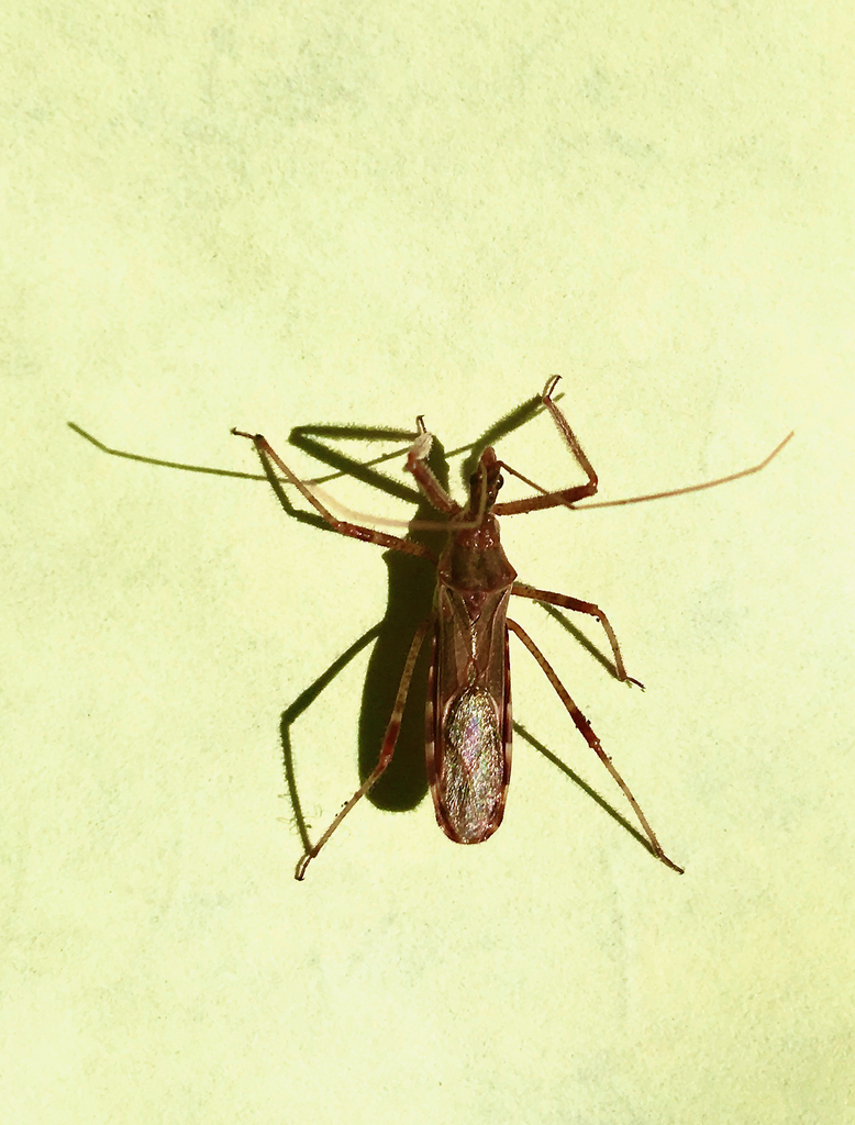 Four-spurred Assassin Bug from San Juan Island, Washington 98250, USA ...