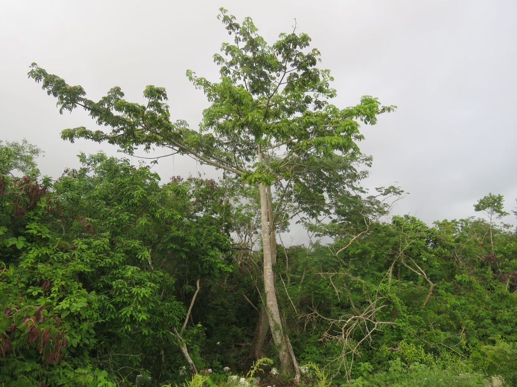 Kapok Tree In The Tropical Rainforest