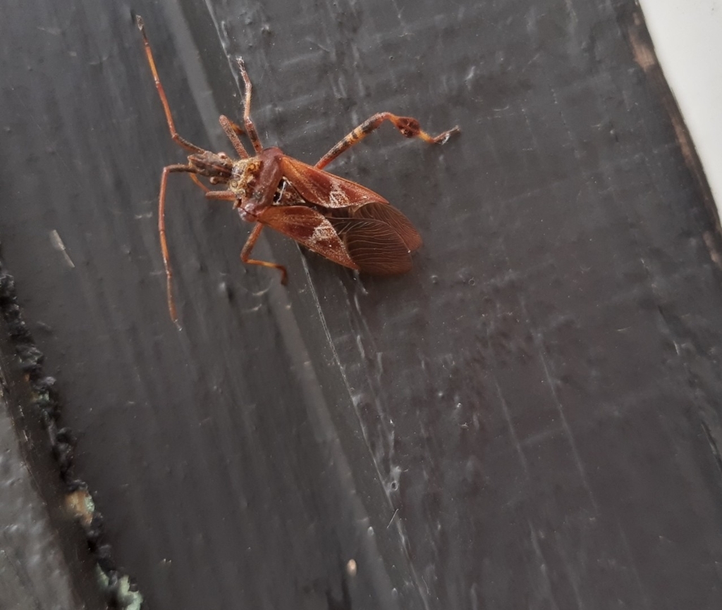 Western Conifer Seed Bug from 4050 Skibby, Danmark on October 12, 2020 ...