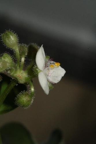 Tripogandra glandulosa · iNaturalist