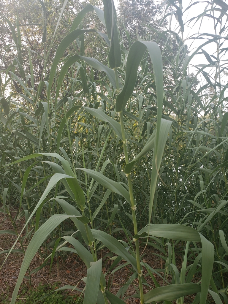 giant reed from Riverside, Austin, TX 78741, USA on October 13, 2020 at ...