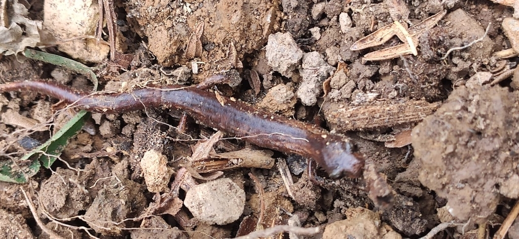 Amazon Climbing Salamander from Coroico, Bolivia on October 13, 2020 by ...