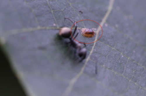 Género Kilifia · Naturalista Costa Rica