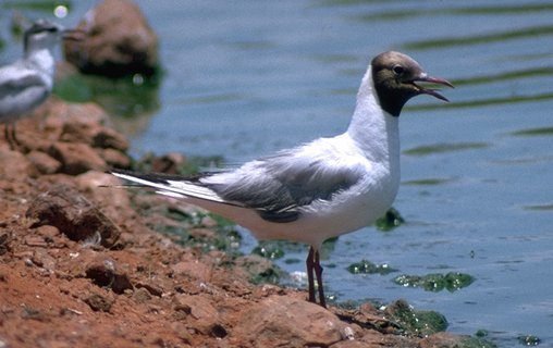 Black-headed Gull from Broome WA Australia Treatment Works on October ...