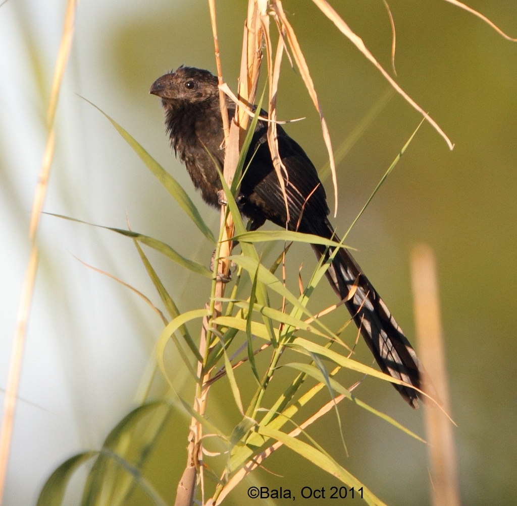 Groove-billed Ani from Dauphin Island, AL, USA on October 14, 2011 at ...