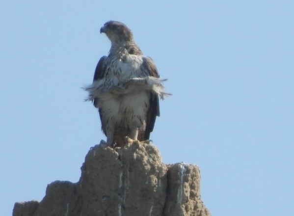 Bonelli's Eagle from Kathoomri, Rajasthan, India on February 16, 2020 ...