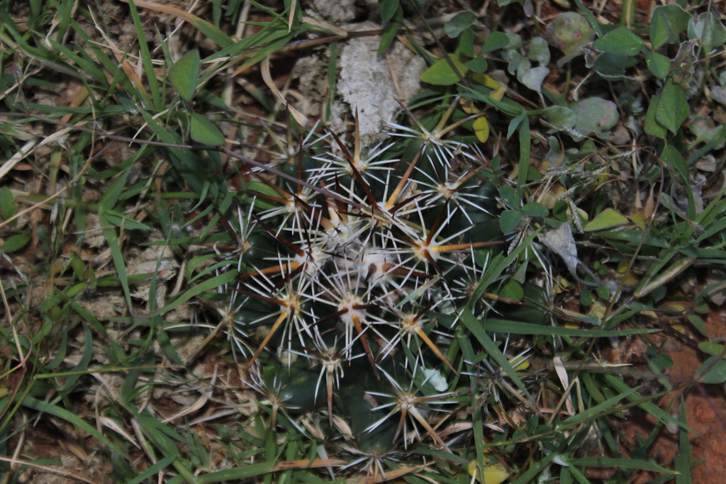 Coryphantha ottonis from Presa de Garabitos, Durango, Mexico on October ...