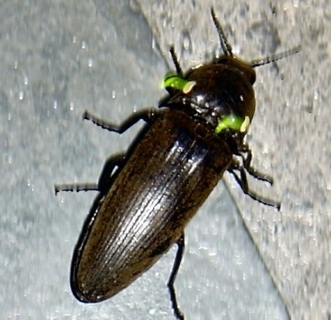 Fire Click Beetles from Villanueva, Tegucigalpa, Honduras on October 13 ...