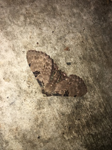 Ergavia merops · iNaturalist