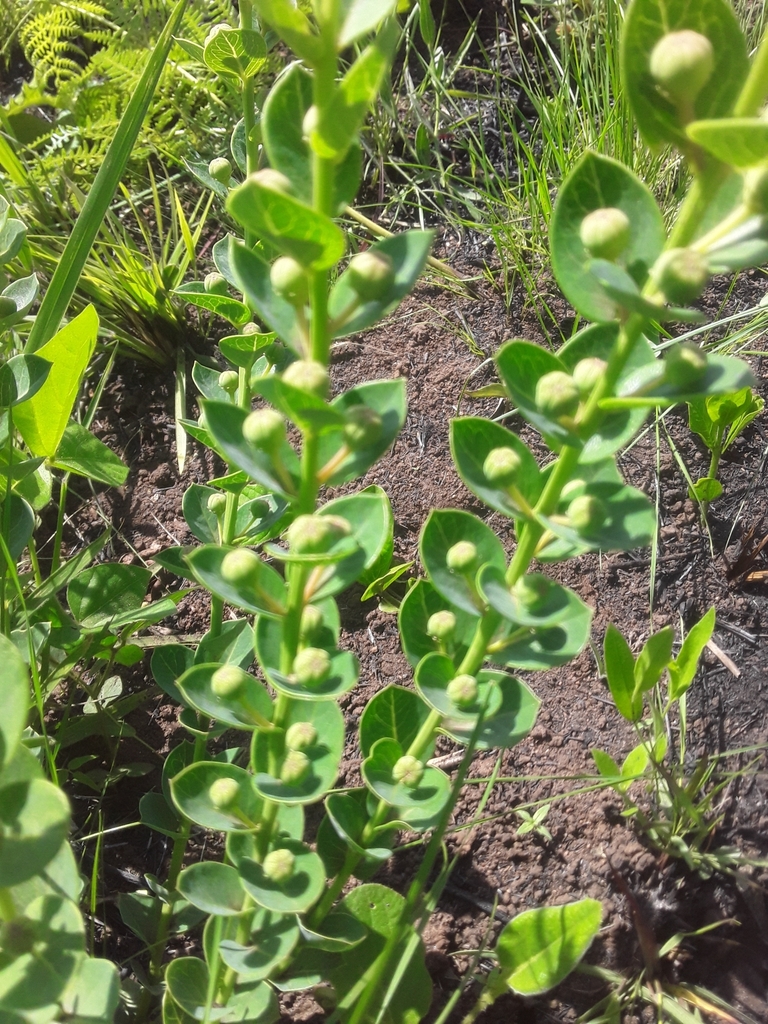 Cluts from Waterfall, 3610, South Africa on October 13, 2020 at 02:03 ...