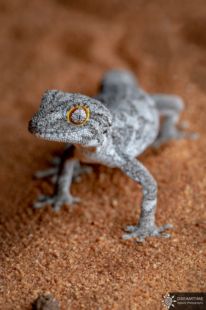 Western Spiny-tailed Gecko from Parc national François Péron Australie ...