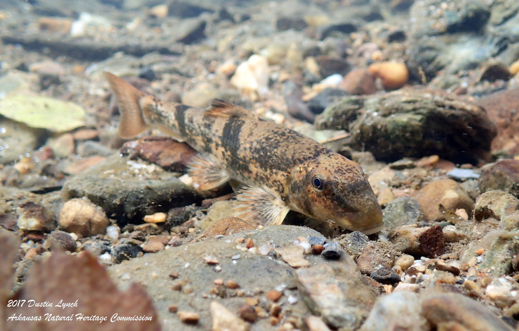 Northern Hog Sucker from Middle Fork Barrens Natural Area - Middle Fork ...