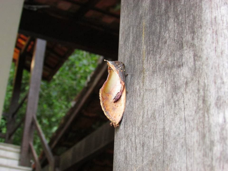 Crinodes bellatrix from Cachoeiras de macacu,bocado mato, Rj on October ...