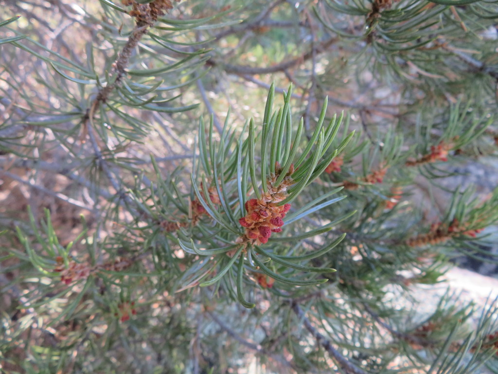 singleleaf pinyon in October 2020 by packardr90 · iNaturalist