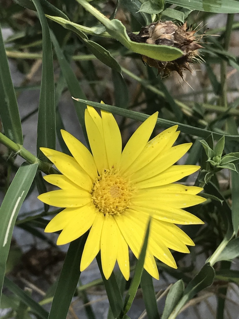 Sleepy Daisy from 2205 Hereford Blvd, Midland, TX, US on August 26 ...