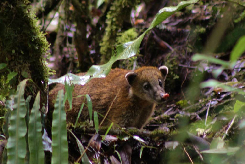 Mountain Coati in January 2015 by Project Seawolf · iNaturalist