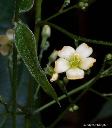 Trigonostemon albiflorus · iNaturalist