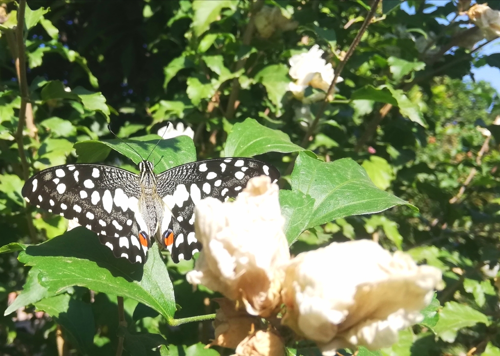 Lime Swallowtail from Jahanzeb College Swat on October 15, 2020 at 09: ...