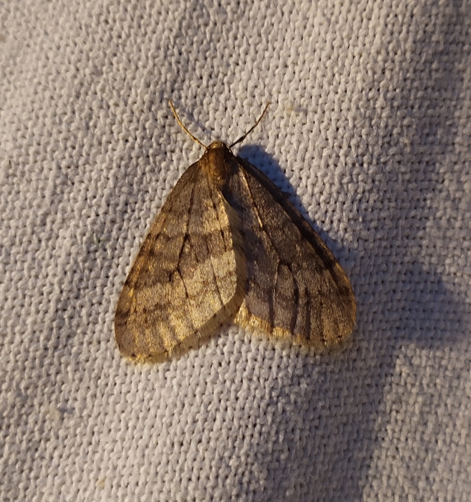 Winter Moth from Брыкин Бор, Рязанская обл., Россия, 391072 on October ...